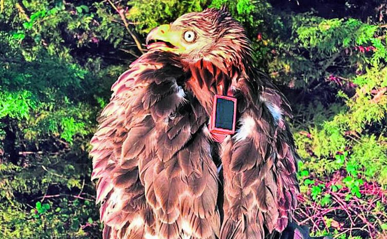 58 rapaces 'alavesas' llevan un GPS a cuestas | El Correo